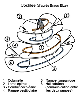 La cochlée ou limaçon dans l'oreille interne