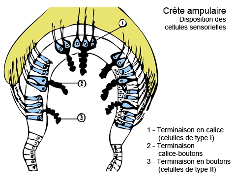 Cresta ampular: órgano neurosensorial de los canales semicirculares