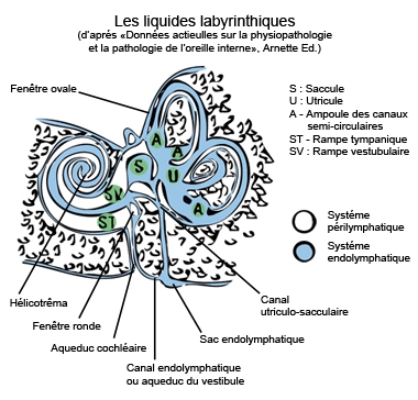 The inner auditory canal of the ear: anatomy