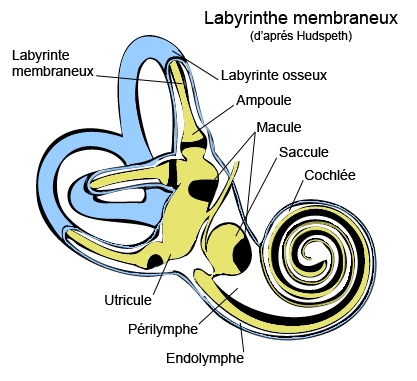 Le conduit auditif interne dans l'oreille : anatomie