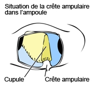 Ampullary crest: neurosensory organ comprising semicircular canals