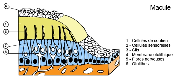 La macule utriculaire et la cupule : anatomie du labyrinthe