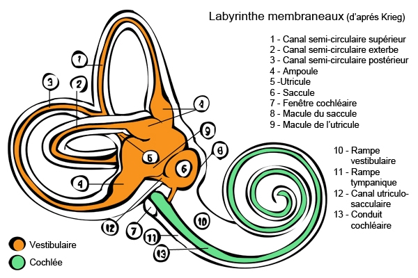 Inner ear and vestibule, membranous labyrinth: anatomyz