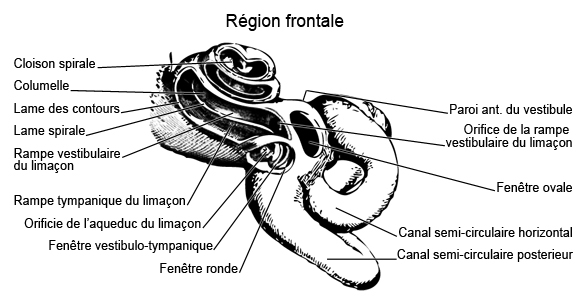 La cochlée ou limaçon dans l'oreille interne